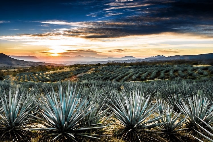 Mezcal: The Original Craft Spirit