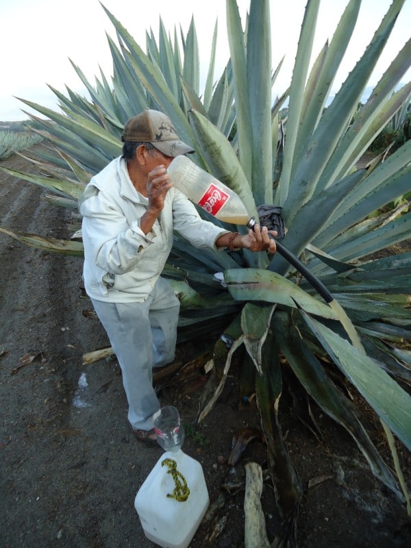 Pulque: Mexico's Wine of the Gods - Wine & Spirits Journal