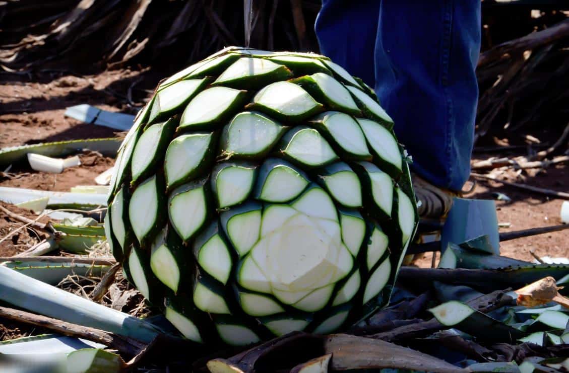 Highland vs. Lowland: The Best Tequilas on Every Level