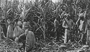 The Ways of Rum and Sugarcane: A Brief Controversial History