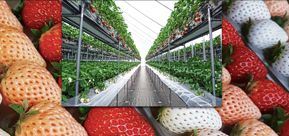 New Awayuki Strawberry-Infused Japanese Gin Is an Instant Classic ...