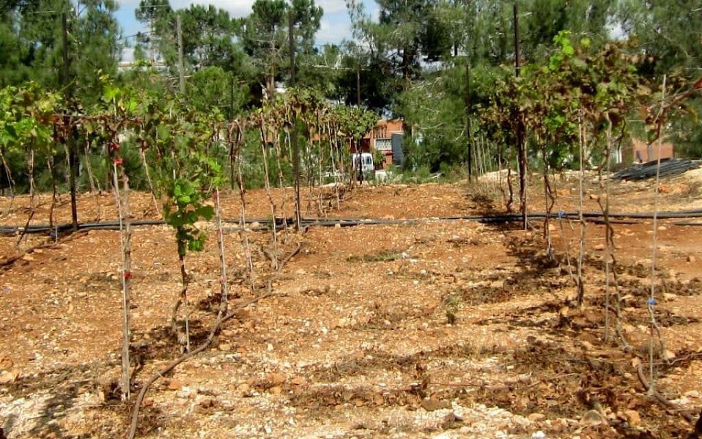 Wine & Spirits in the Bible: Top 7 Frequently Asked Questions - Wine ...